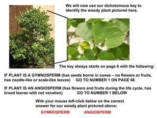 Dichotomous Key 1 | PPS