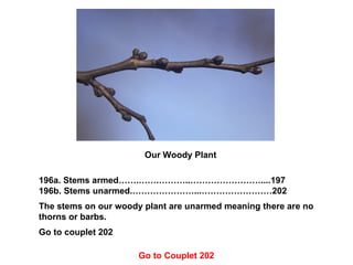 Dichotomous Key Examples For Fruit