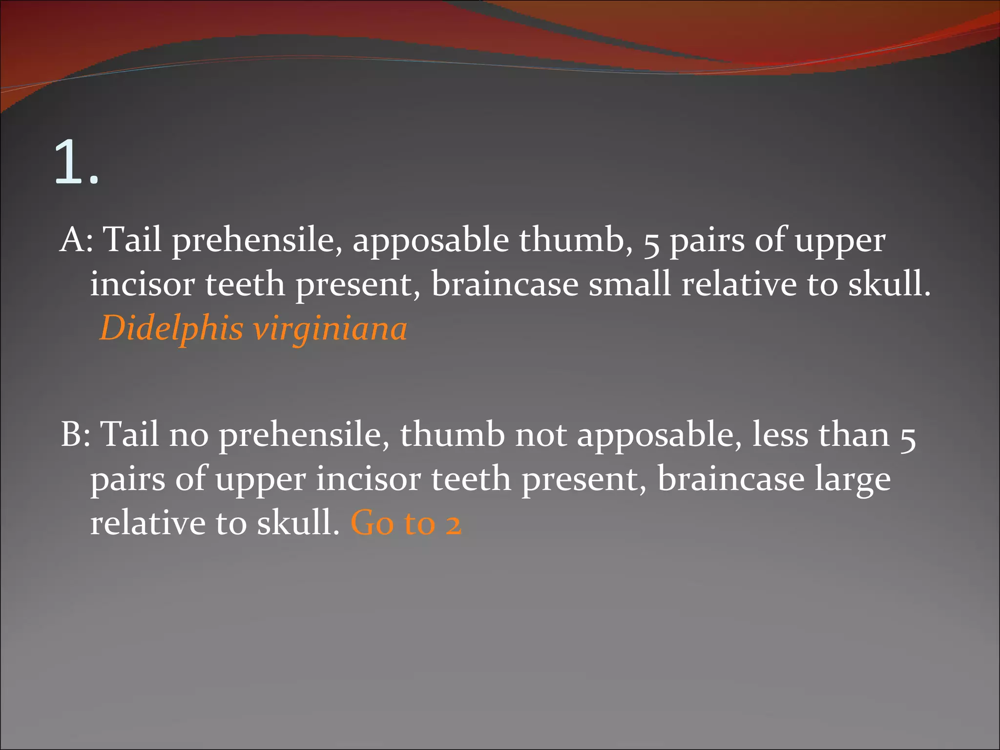 Dichotomous Key | PPT