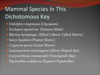 Dichotomous Key | PPT