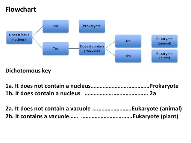 Dichotomous key - Aslocourt