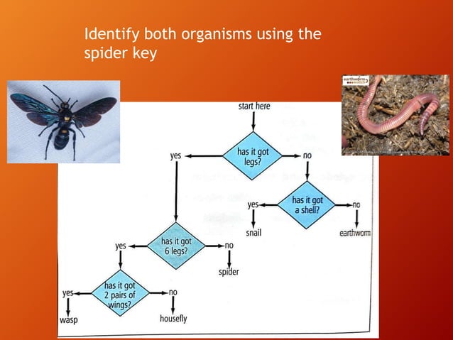 Dichotomous key.pptx