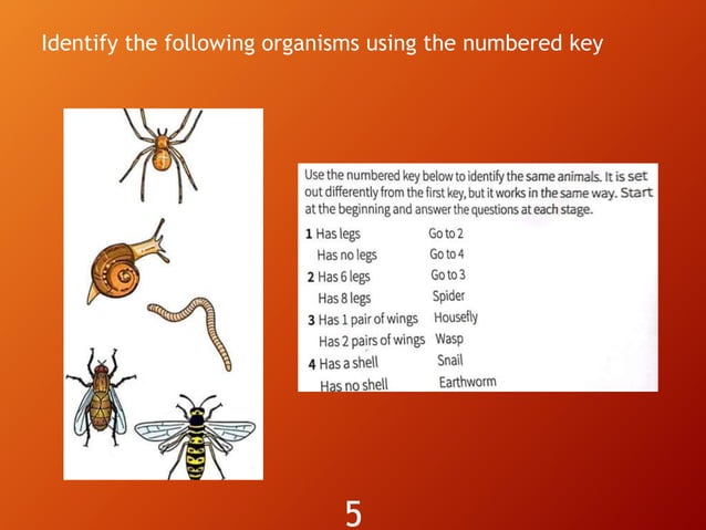 Dichotomous key.pptx