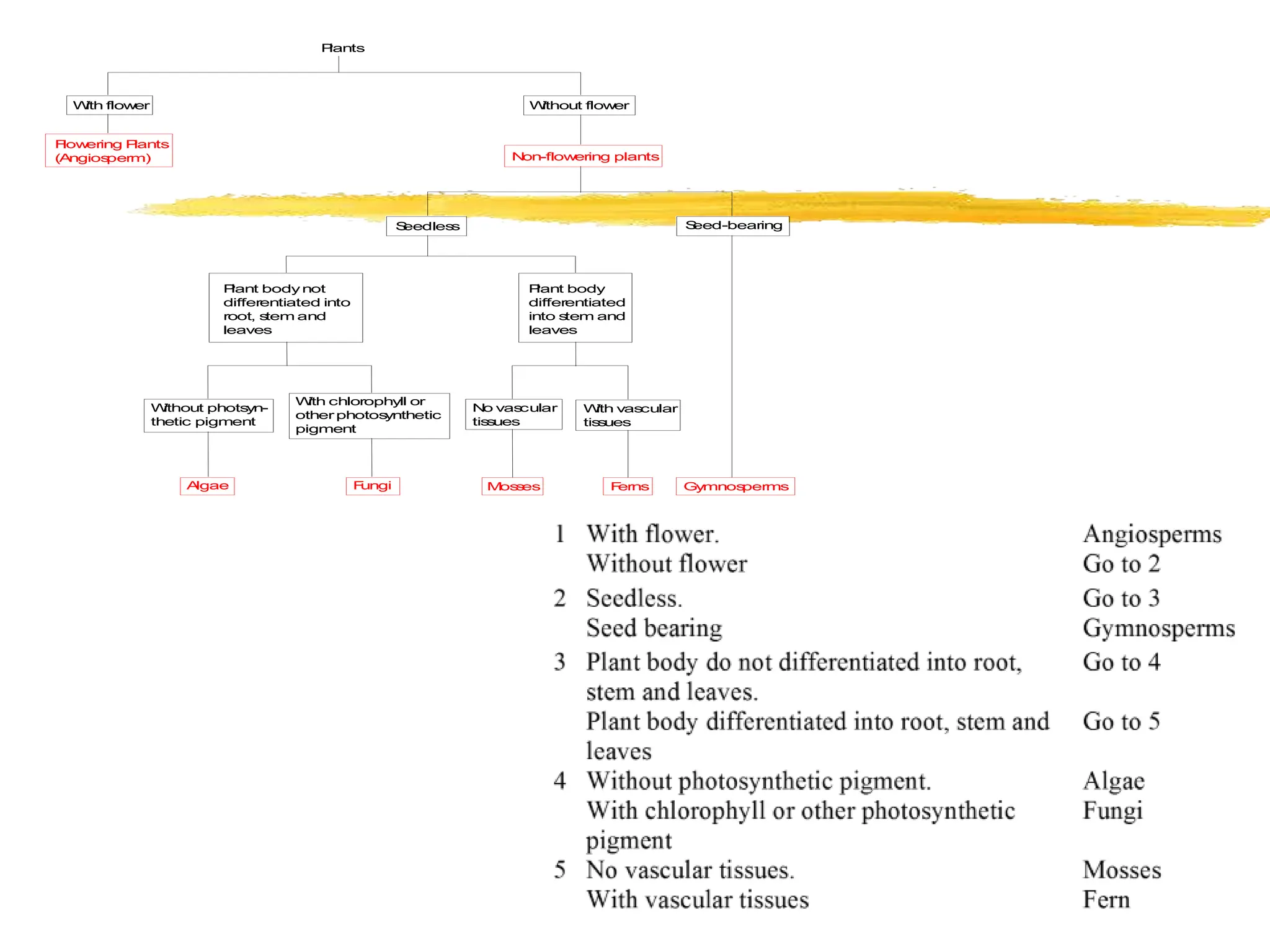 Dichotomous key presentation suitable for IGCSE Biology level | PPT