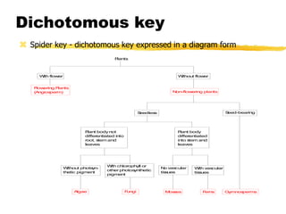 Dichotomous key presentation suitable for IGCSE Biology level | PPT
