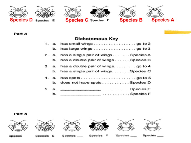 Dichotomous key presentation suitable for IGCSE Biology level | PPT ...