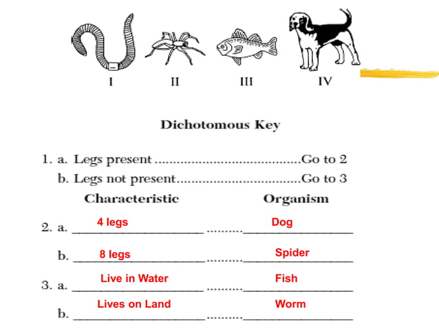 Dichotomous key presentation suitable for IGCSE Biology level | PPT ...