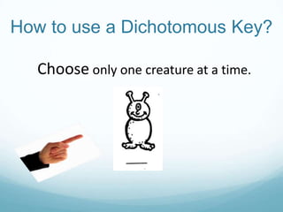 Dichotomous key presentation suitable for IGCSE Biology level | PPT