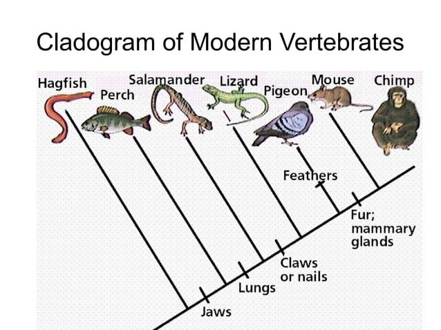 Dichotomous Key and intro notes of living thing.ppt