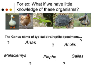 Dichotomous Key and intro notes of living thing.ppt