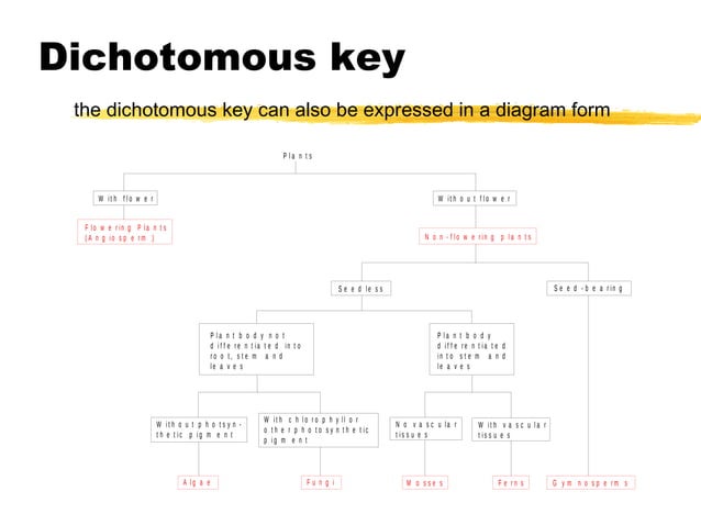 1.4 Dichotomous Key Presentation | PPT | Gardening | Home & Garden
