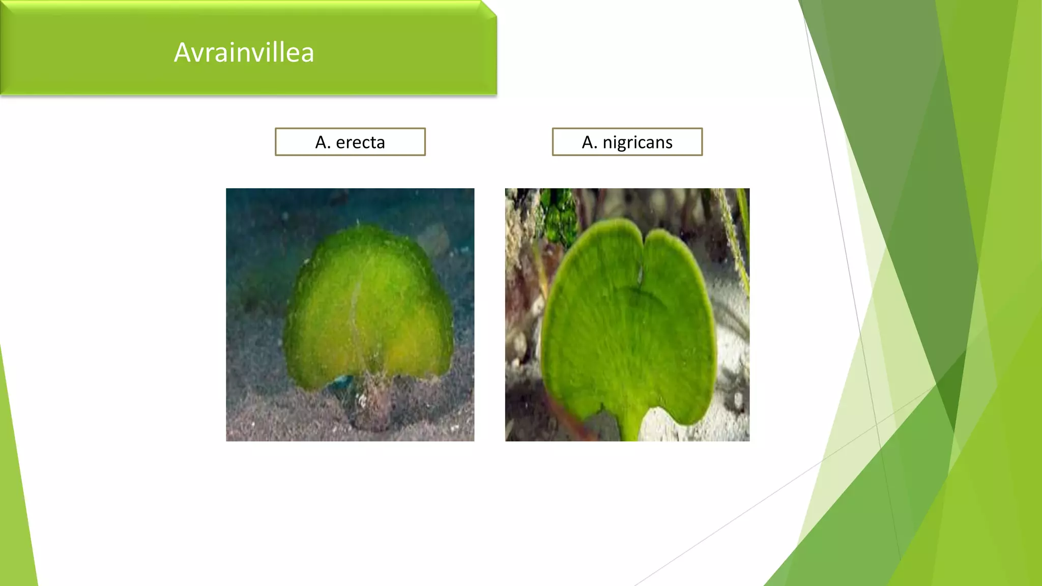 Dichotomous key of chlorphyta | PPTX