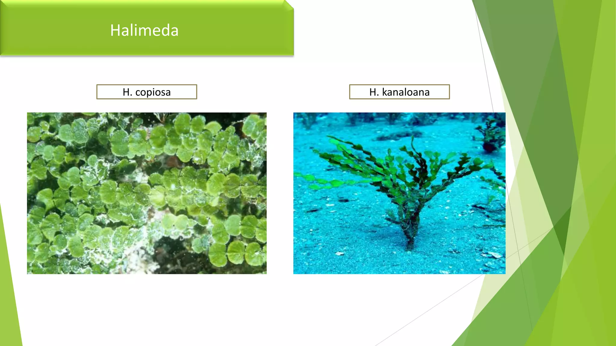 Dichotomous key of chlorphyta | PPTX