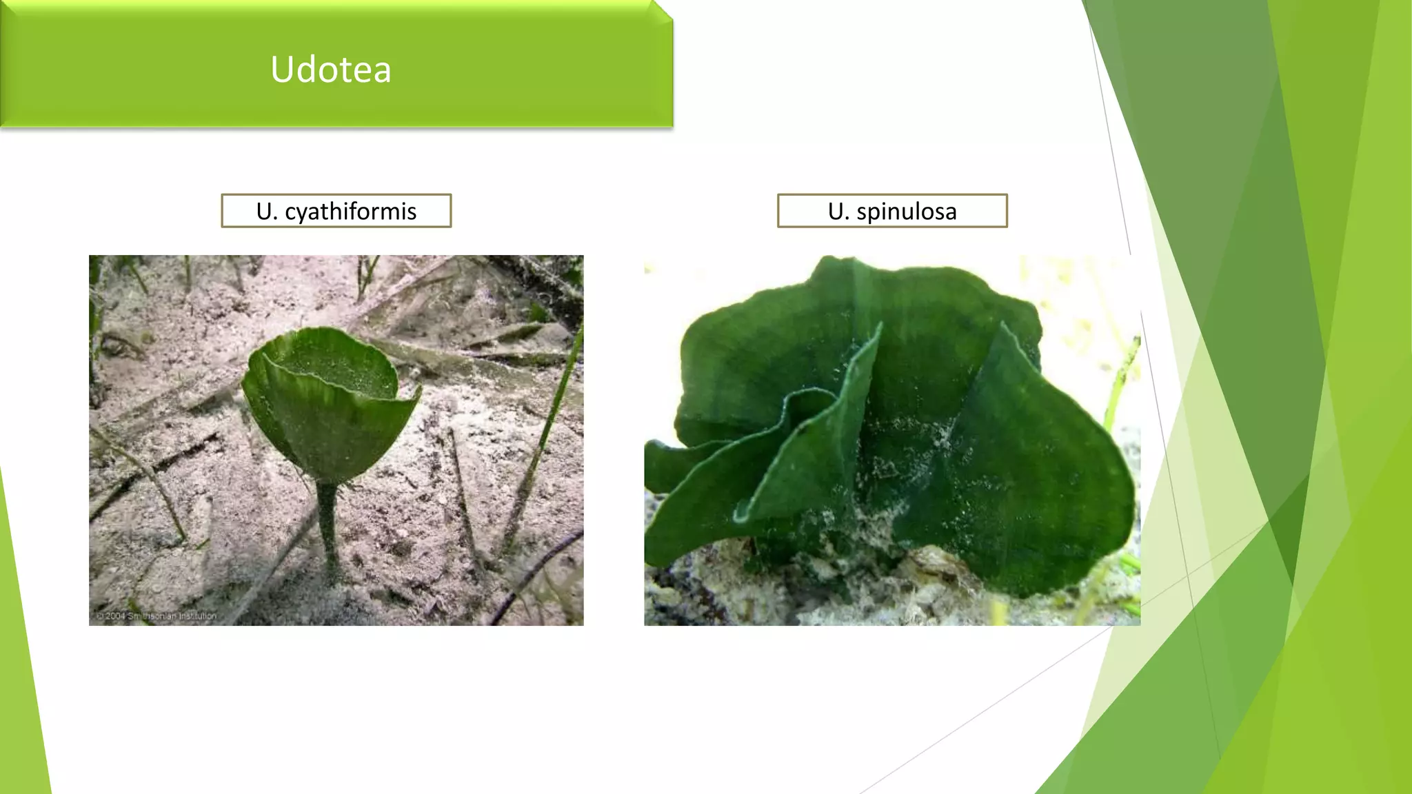 Dichotomous key of chlorphyta | PPTX