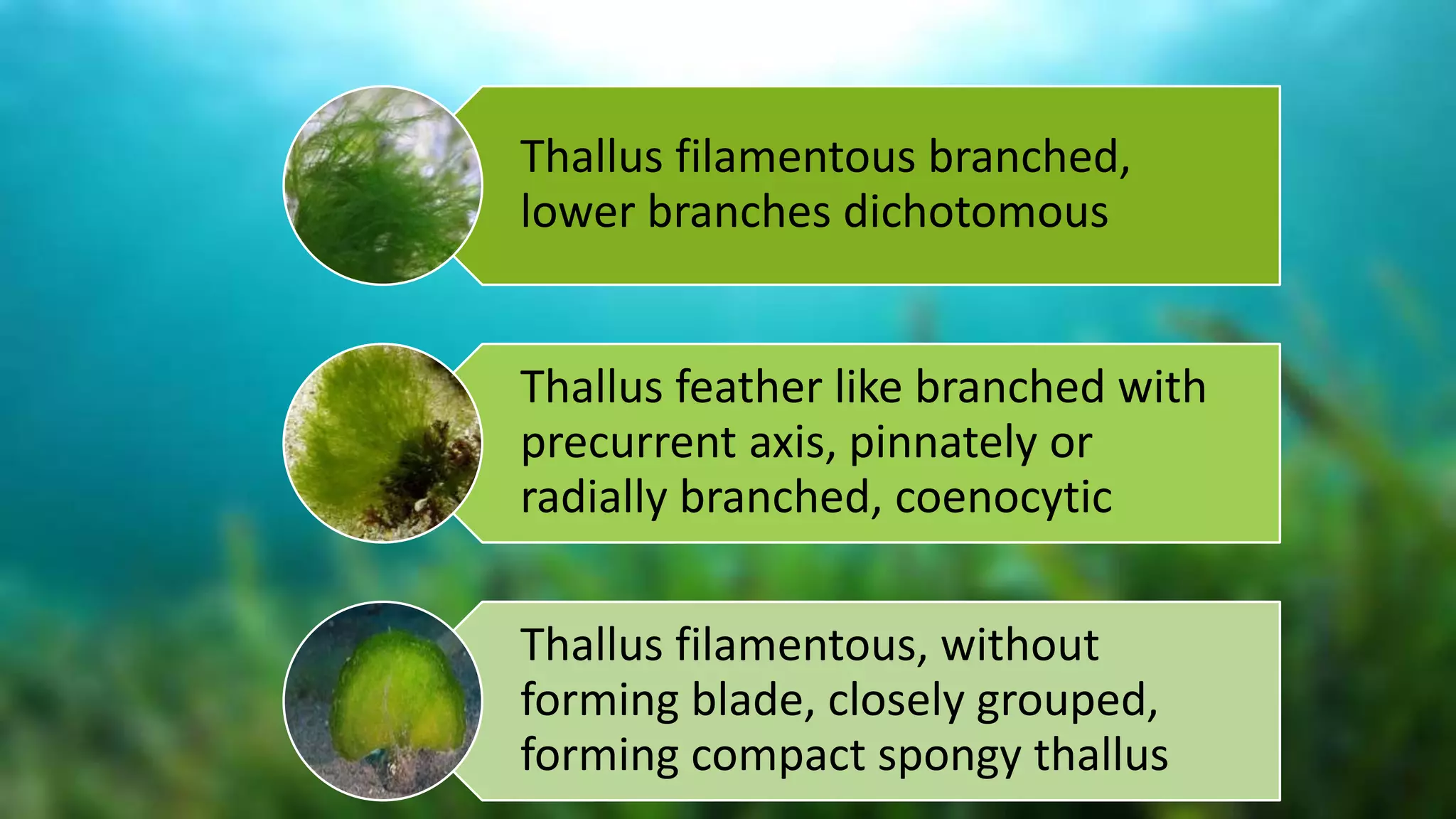 Dichotomous key of chlorphyta | PPTX