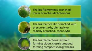 Dichotomous key of chlorphyta | PPTX
