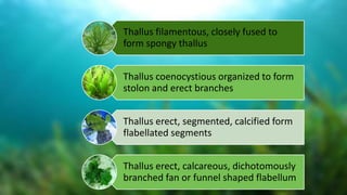 Dichotomous key of chlorphyta | PPTX