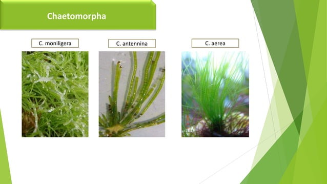 Dichotomous key of chlorphyta | PPTX | Biological Sciences | Science