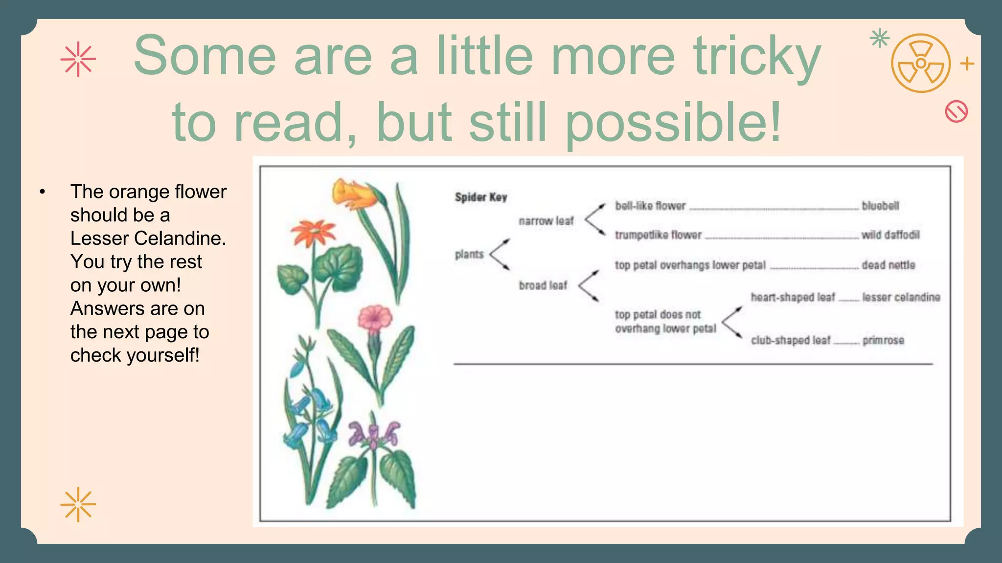 Dichotomous keys lesson | PPTX