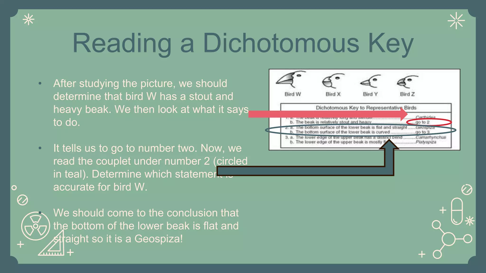 Dichotomous keys lesson | PPTX