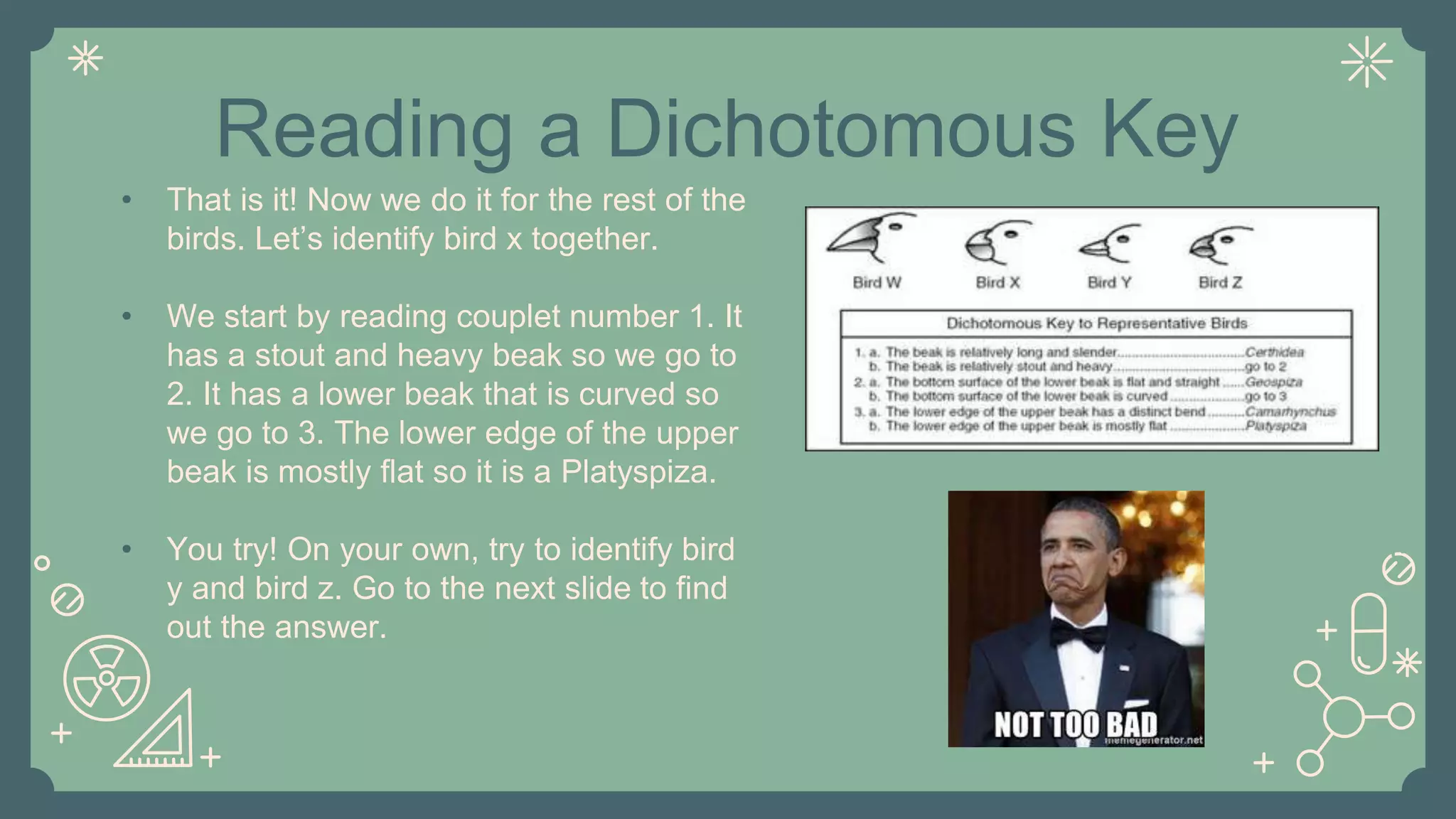 Dichotomous keys lesson | PPTX