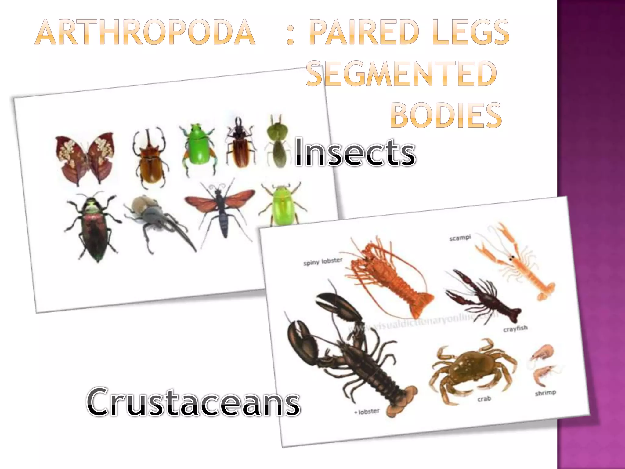 Classification of Animals | PPT