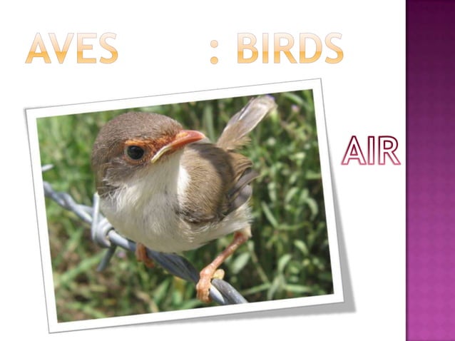 Classification of Animals | PPTX