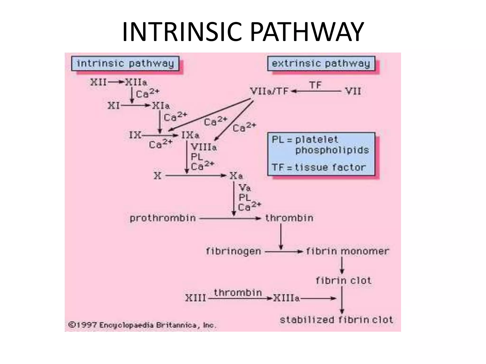 DIC in Pregnancy(intro).pptx