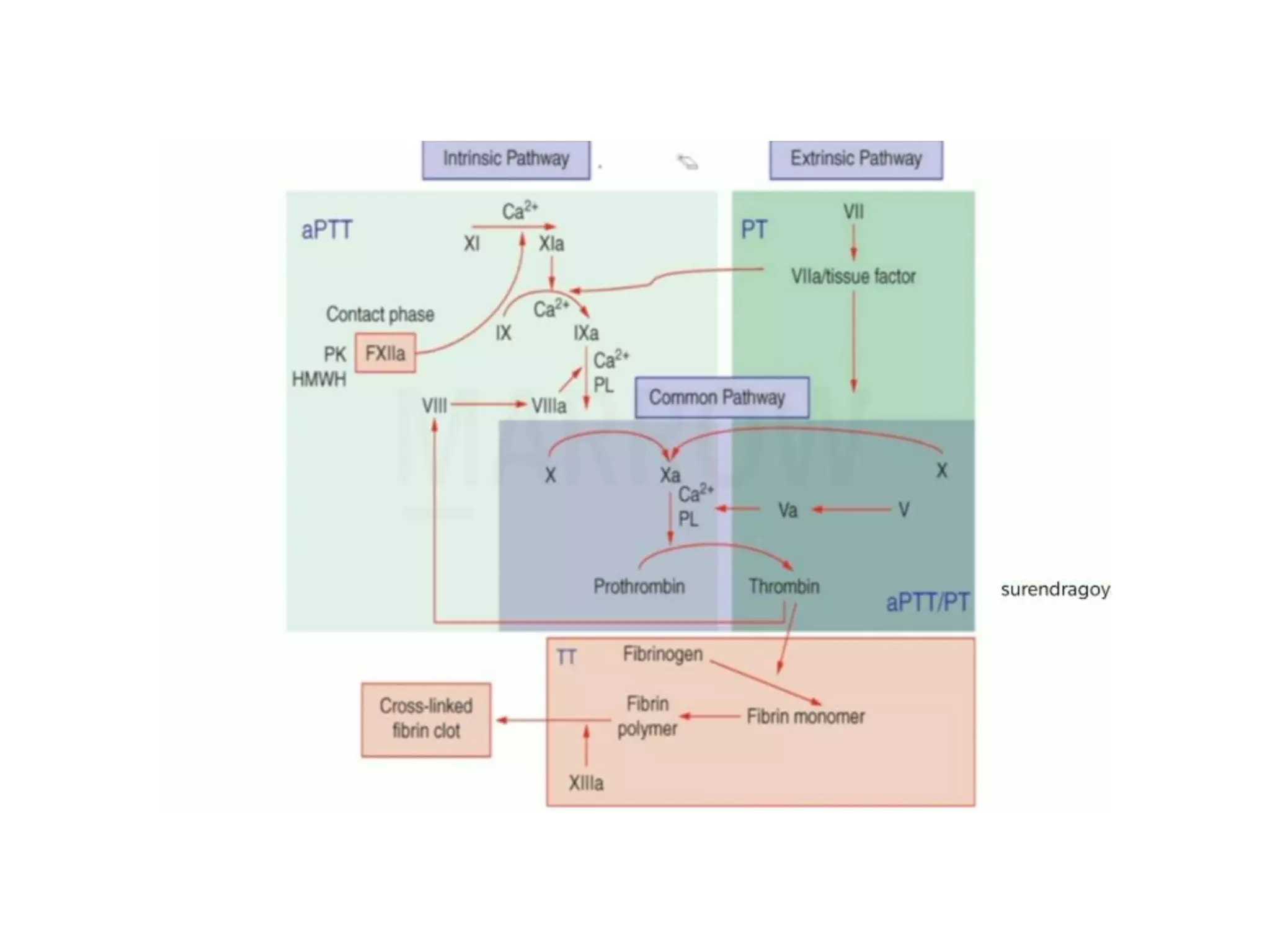 DIC in Pregnancy(intro).pptx