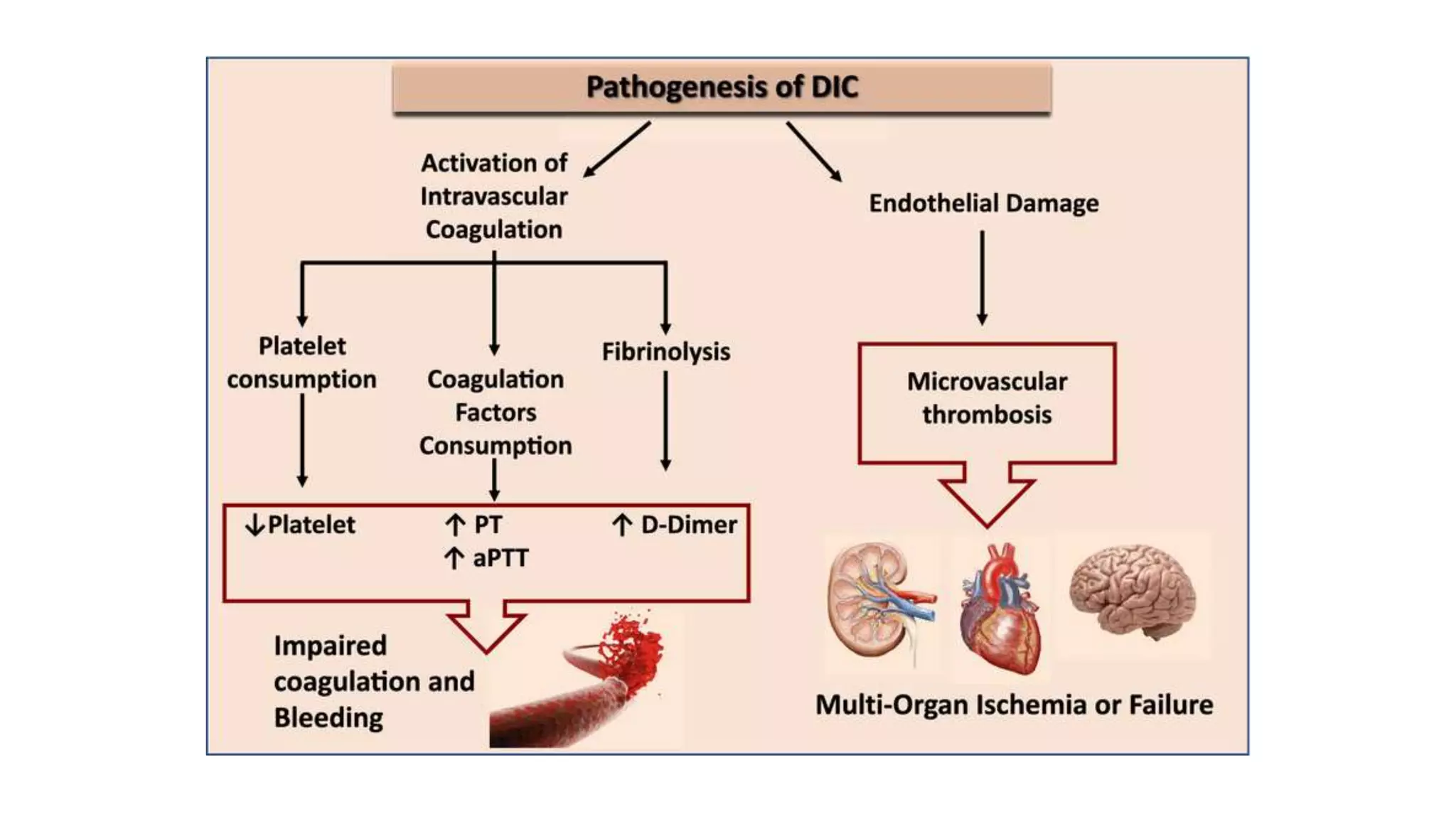 DIC INTRODUCTION.pptx