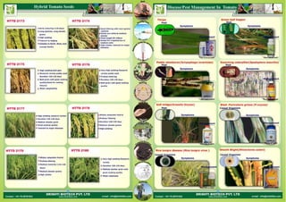 Dicm paddy (rice) catalogue | PDF