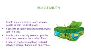 dicot characteristics for the botany in science | PPTX
