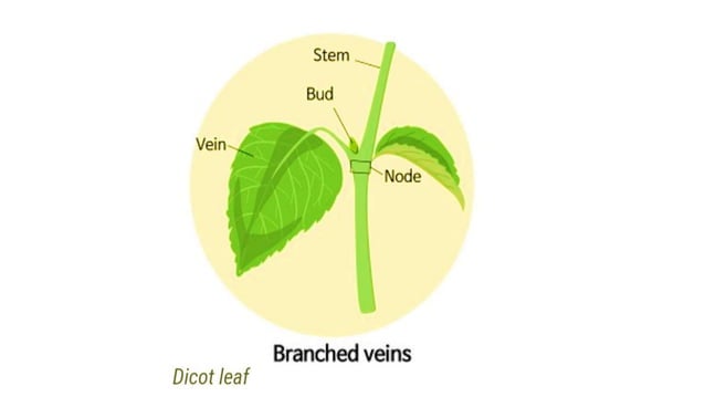 dicot characteristics for the botany in science | PPT