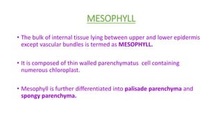 dicot characteristics for the botany in science | PPT