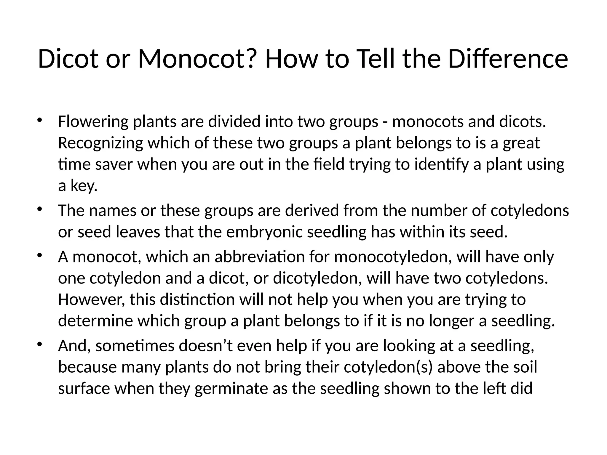 Basic difference between Dicot and Monocot.pptx