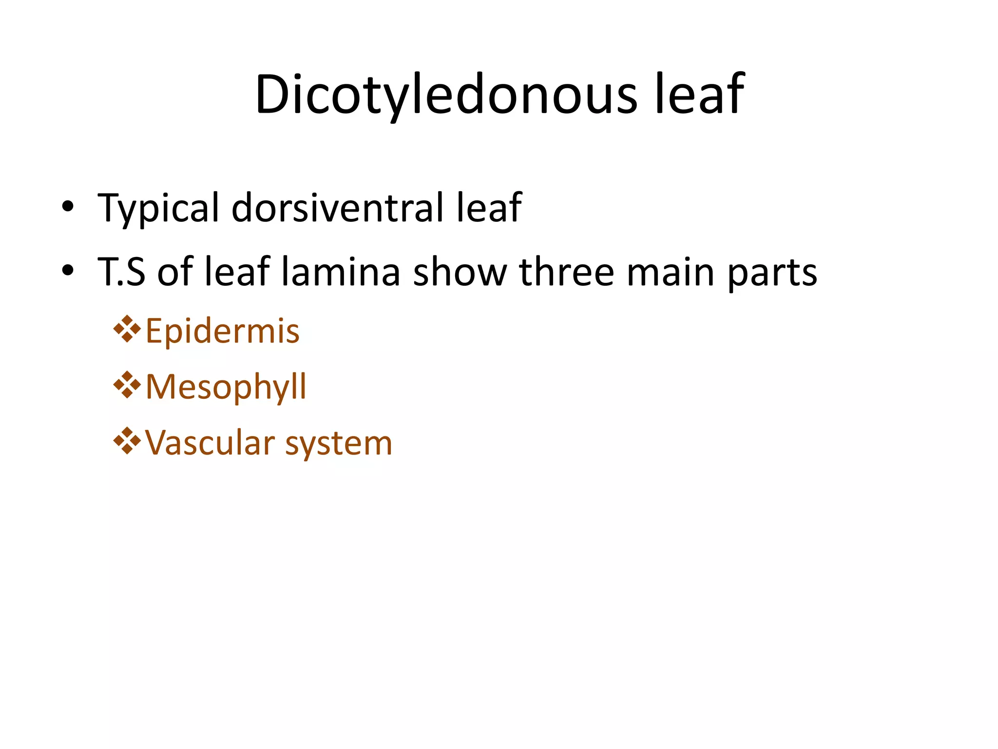 Dicot and monocot leaf anatomy | PPTX