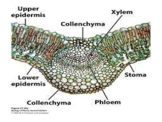 Leaf Cross Section Slide