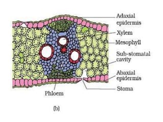 Cross Section Of Monocot Leaf Labeled