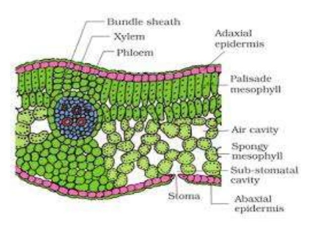 dicot-and-monocot-leaf-anatomy