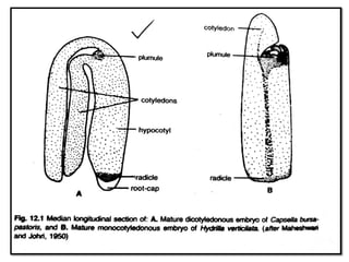 Dicot embryo ..crucifer type | PDF