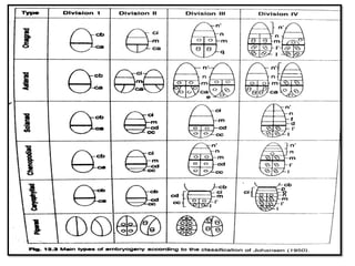 Dicot embryo ..crucifer type | PDF