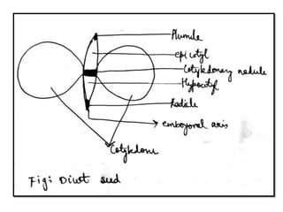 Dicot embryo ..crucifer type | PDF
