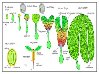 Dicot embryo ..crucifer type | PDF