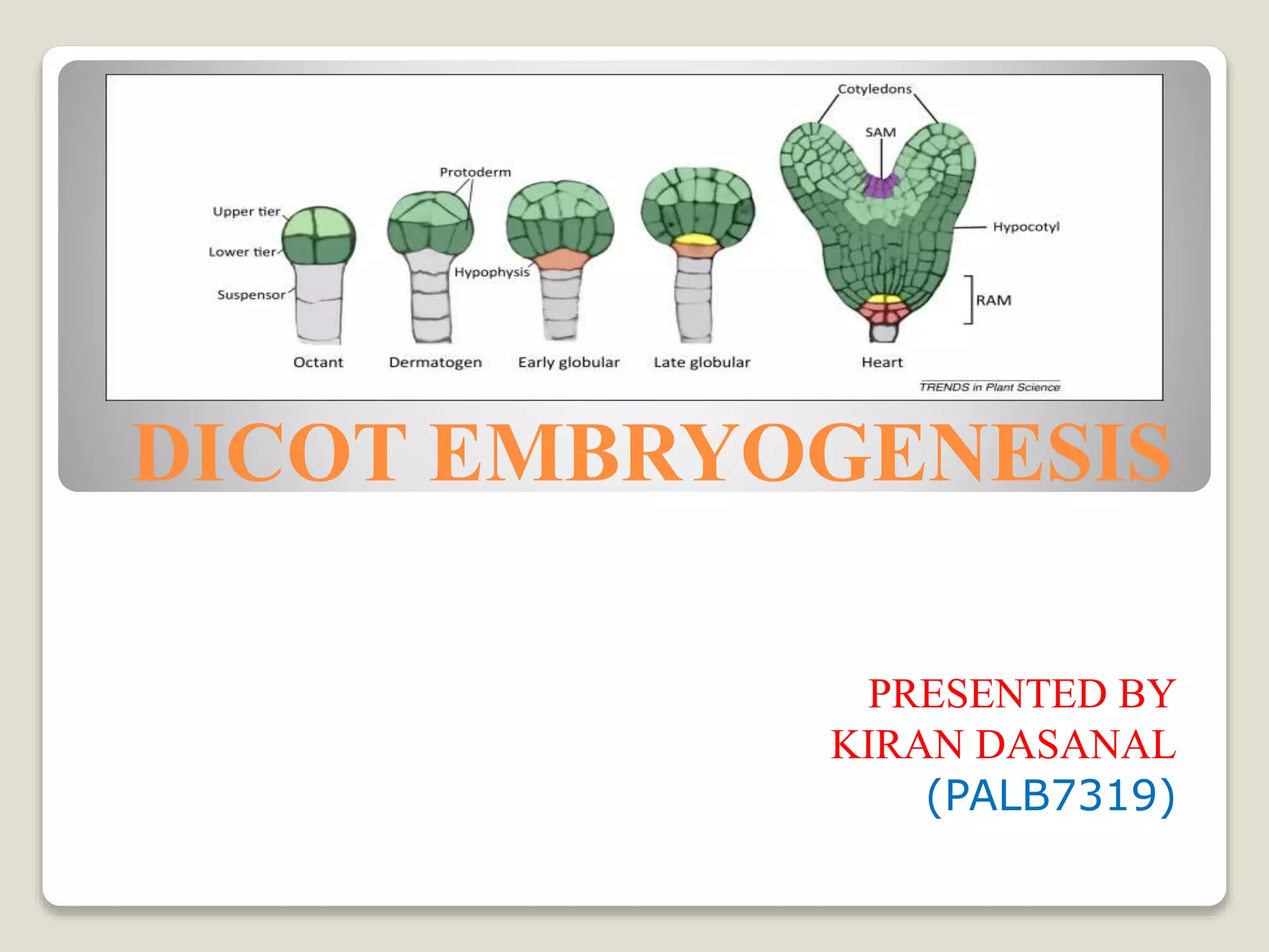 Dicot embryogenesis | PPTX