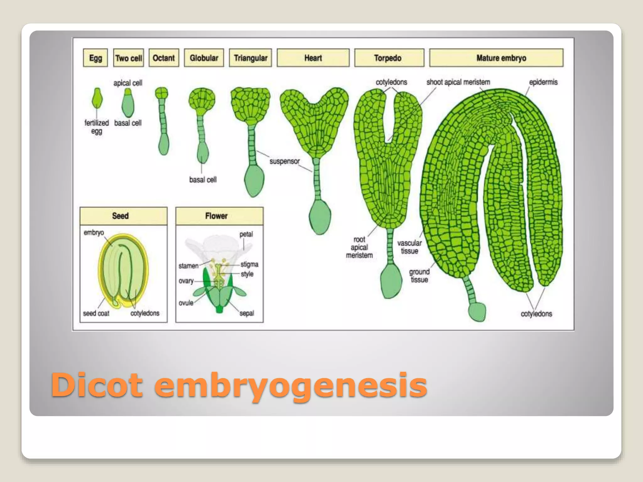 Dicot embryogenesis | PPTX