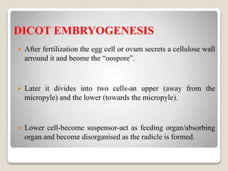 Dicot embryogenesis | PPTX
