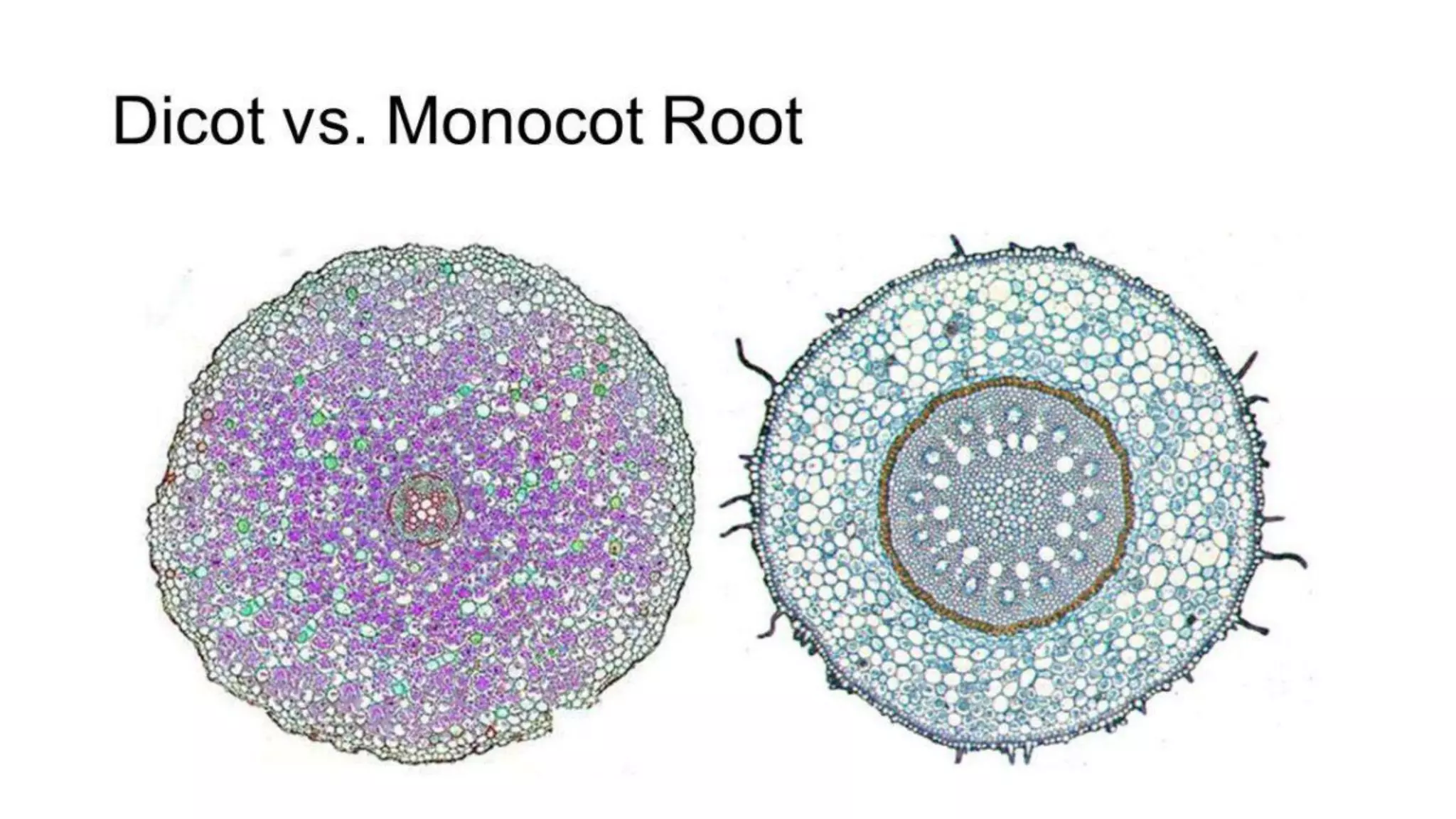Anatomy of Dicot monocot root | PDF