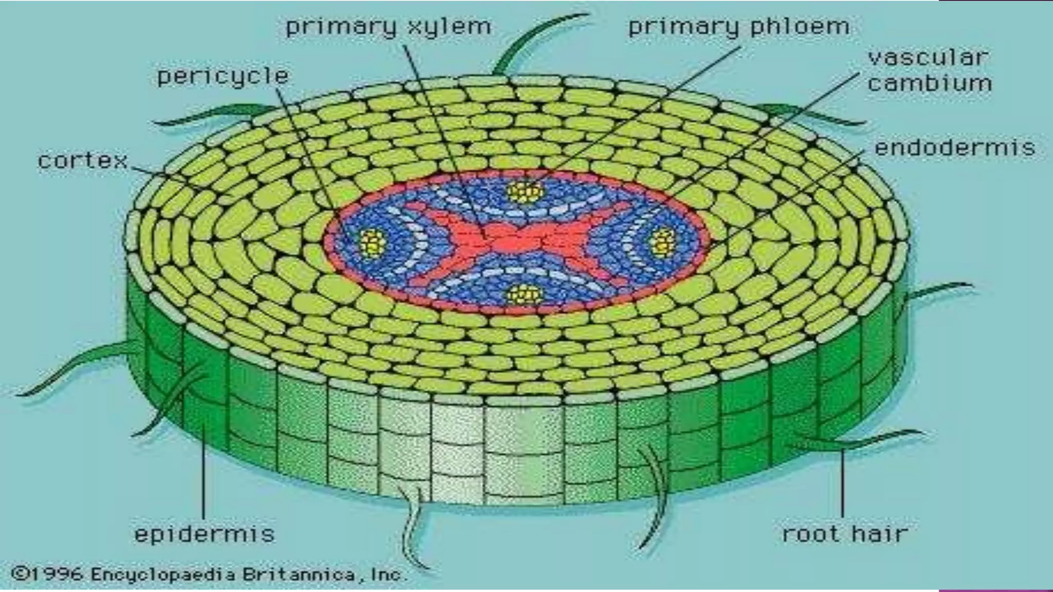 Anatomy of Dicot monocot root | PDF
