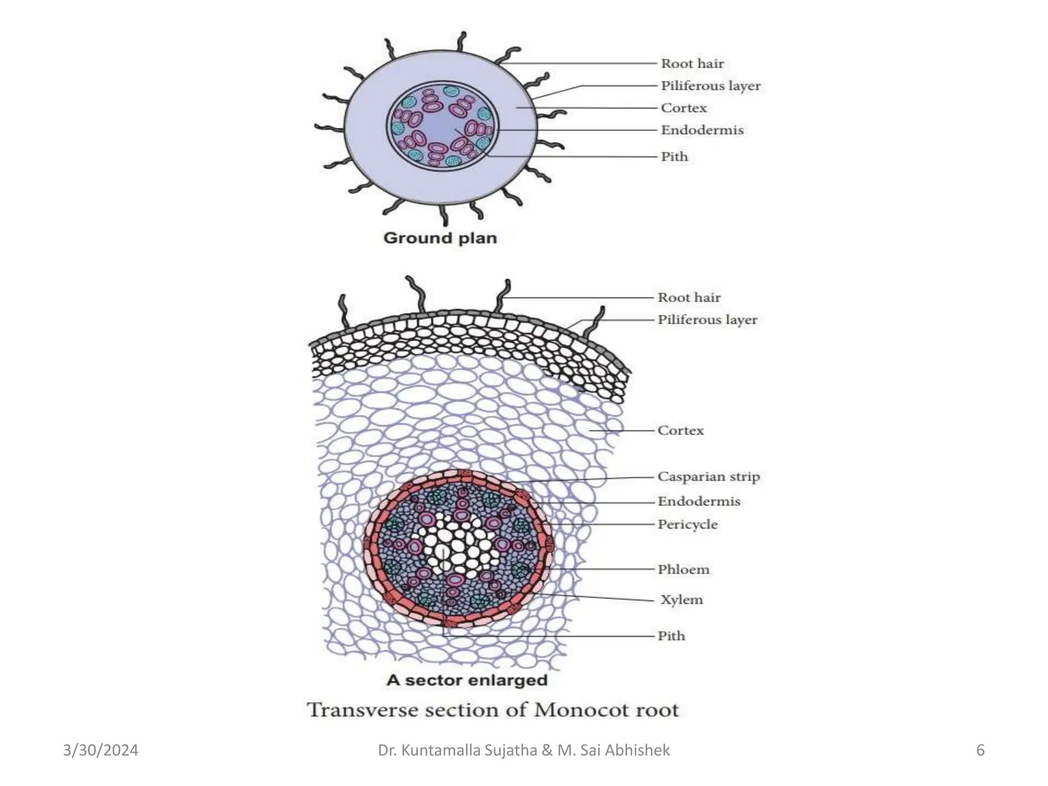 Dicot & Monocot root - structure & functions | PPTX