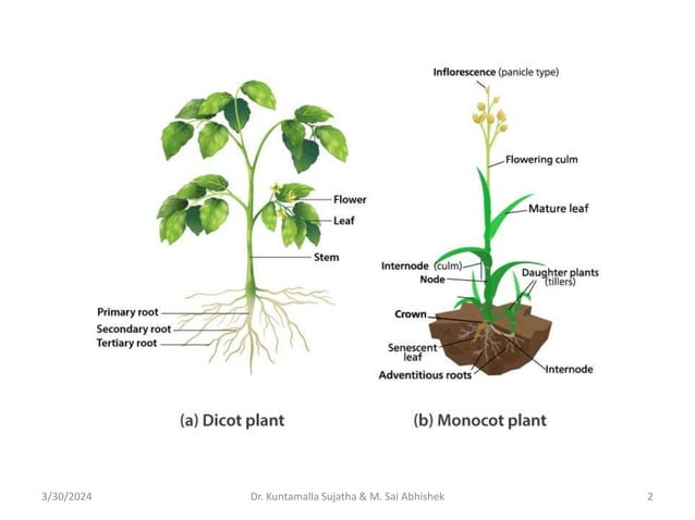 Dicot & Monocot root - structure & functions | PPTX